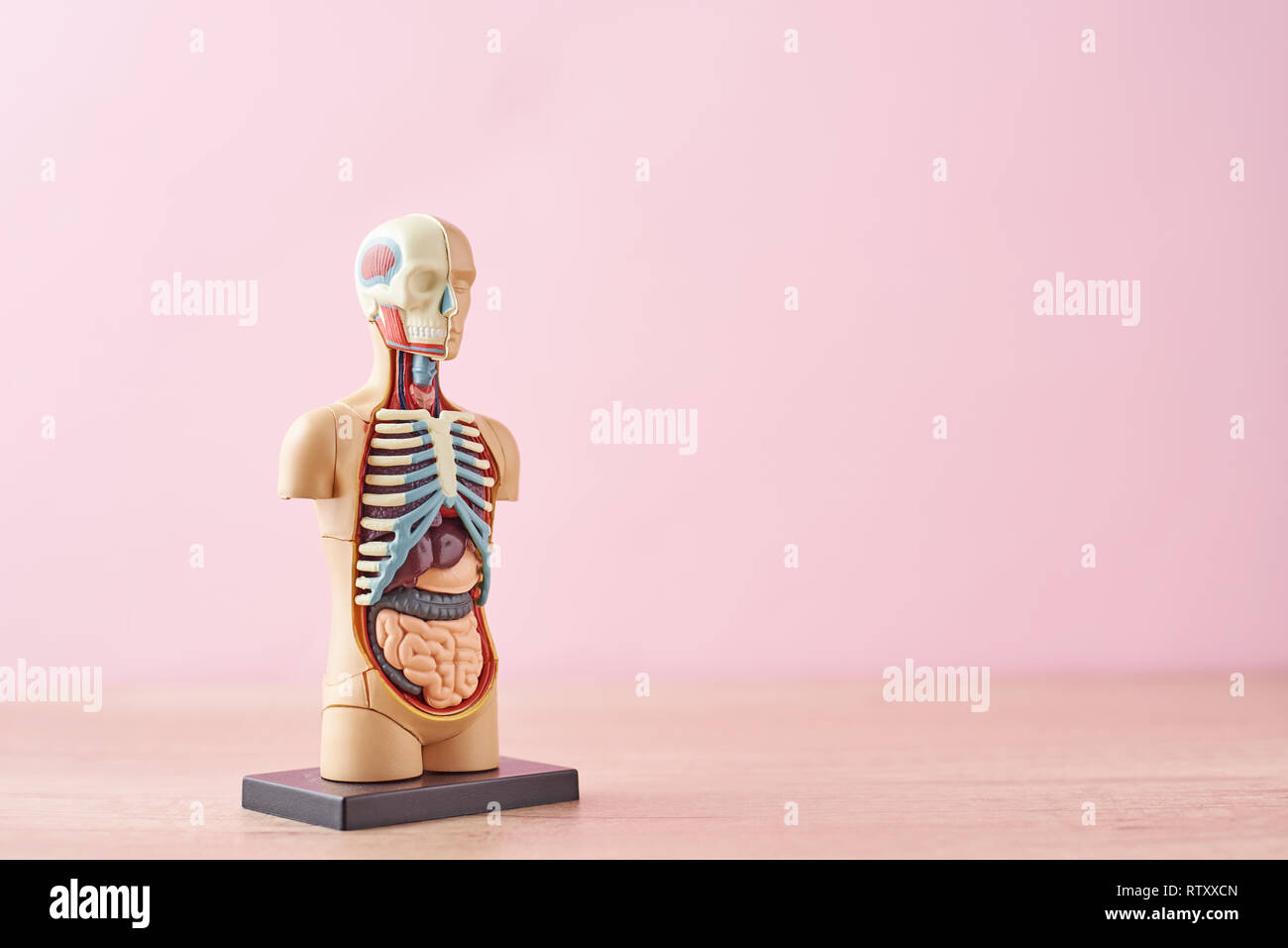 Anatomical model of human body with internal organs on pink background ...