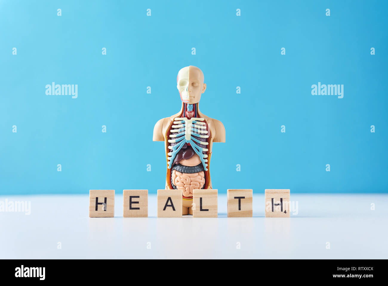 Human anatomy mannequin with internal organs and word HEALTH on blue ...