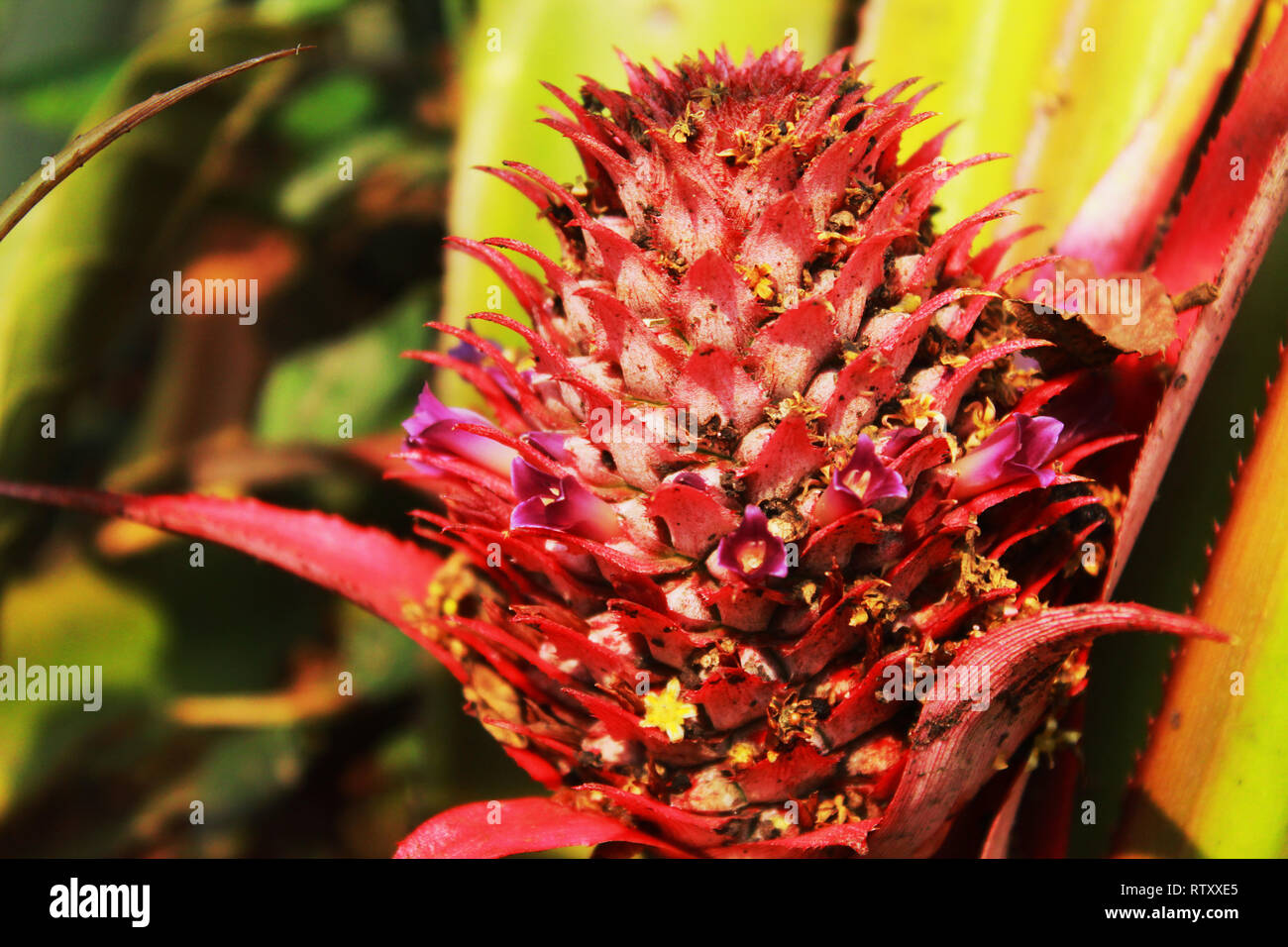 Sweet pine plant hi-res stock photography and images - Alamy