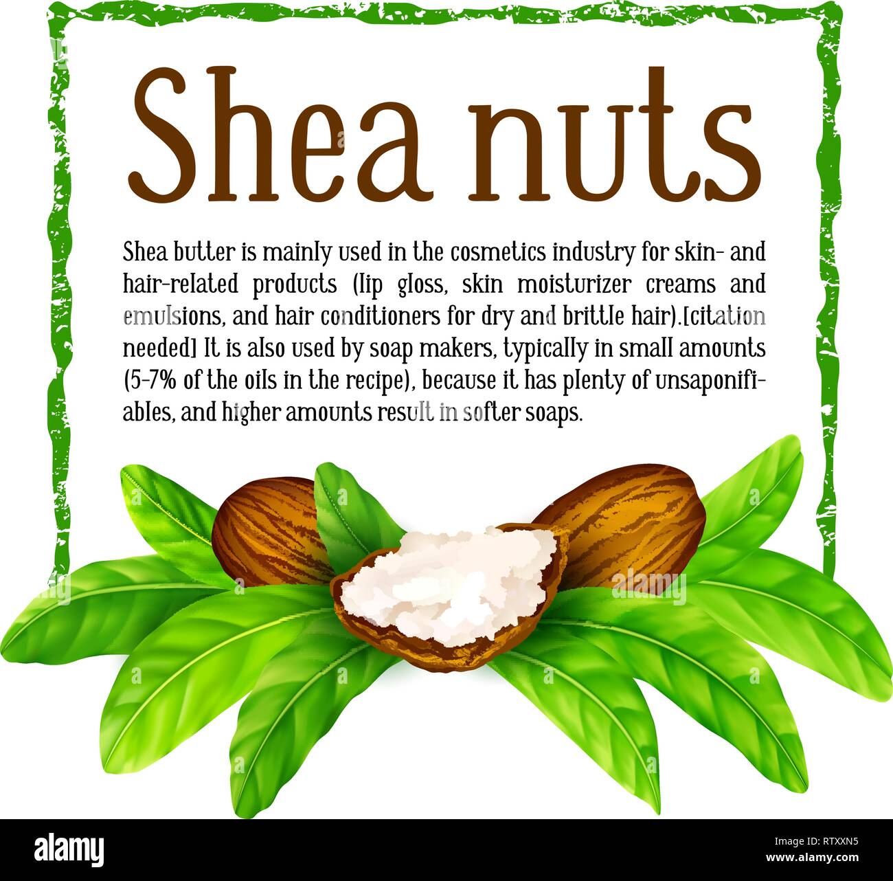 Shea nuts with leaves in vector Stock Vector Image & Art - Alamy