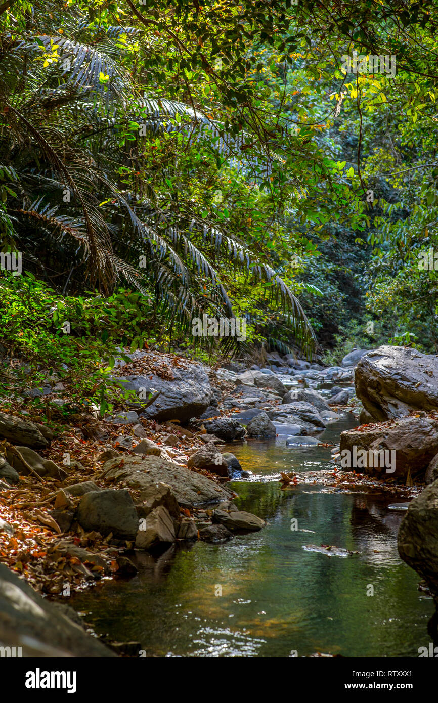 India forest trip hi-res stock photography and images - Alamy