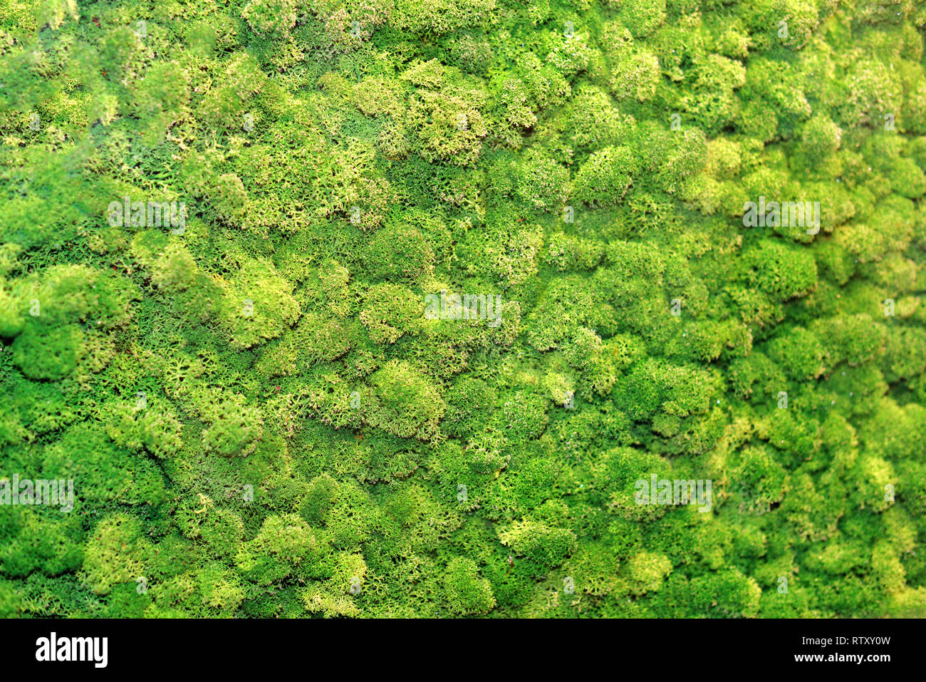 green background. moss background picture close-up Stock Photo - Alamy