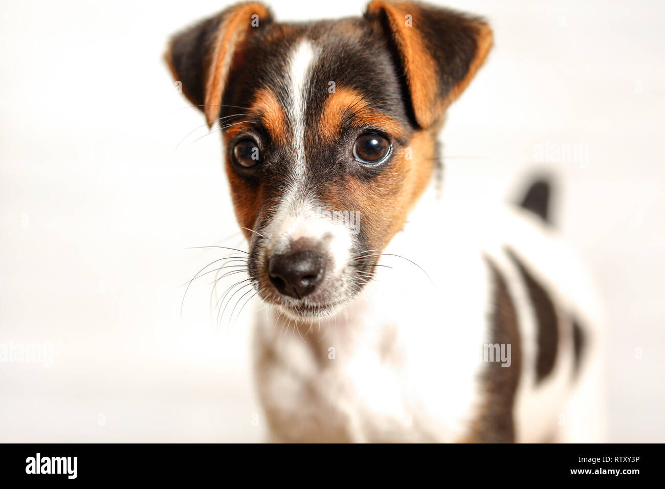 Two months old Jack Russell terrier puppy, studio shot with white ...
