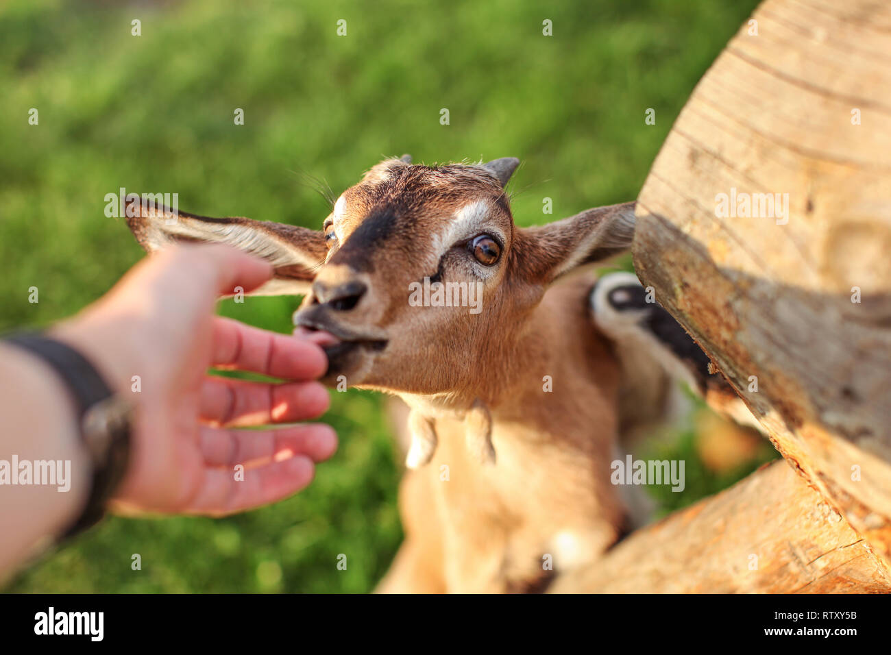 Man goat head hi-res stock photography and images - Alamy