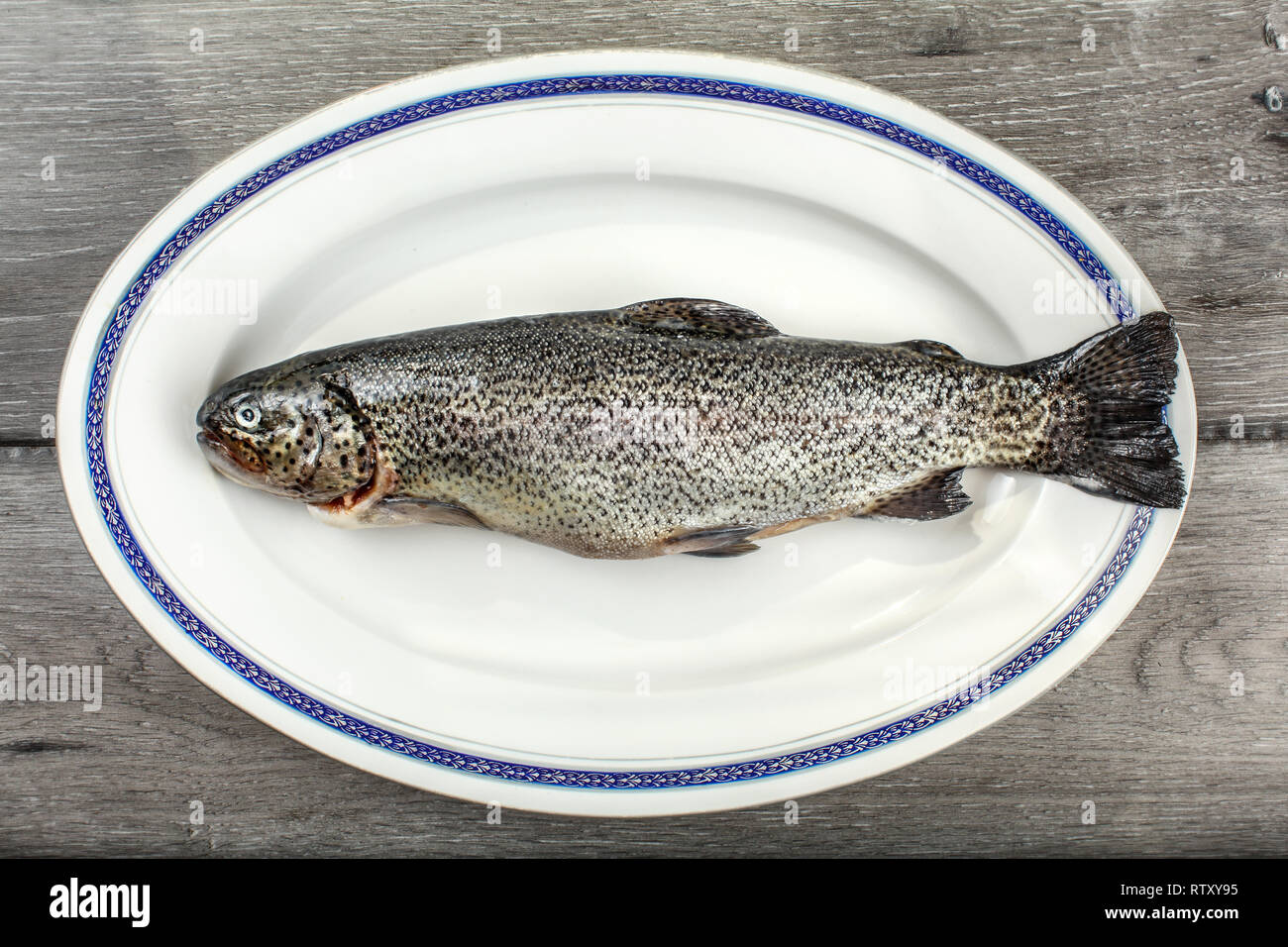 Oval Fish High Resolution Stock Photography and Images - Alamy