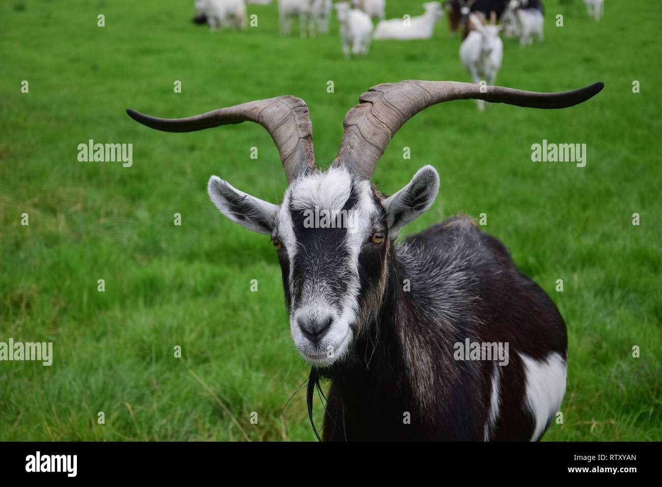 Irish Goat Female