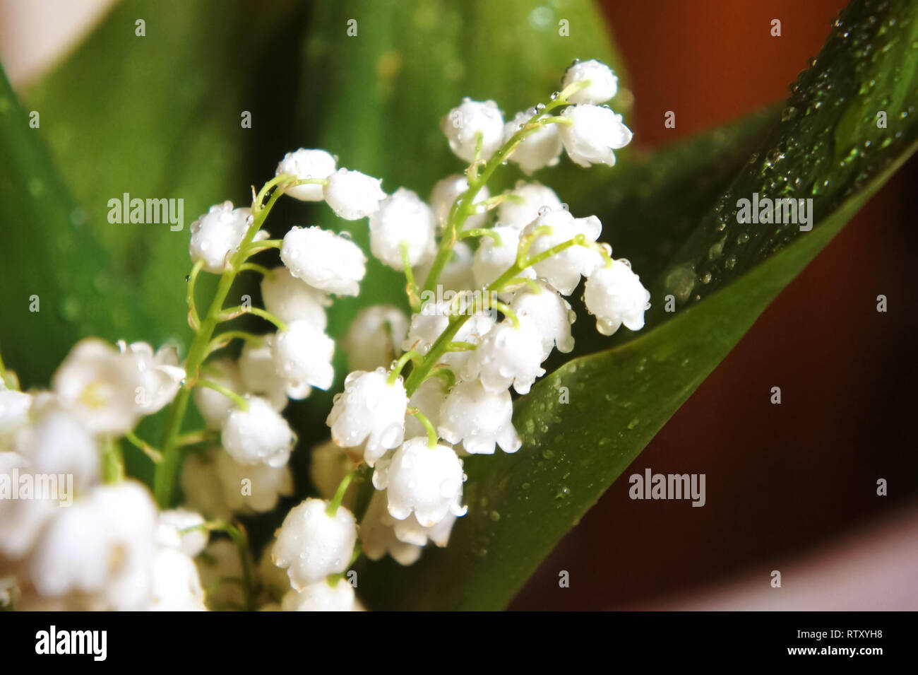 fresh small flowers lilies of the valley, lily of the valley flowers ...