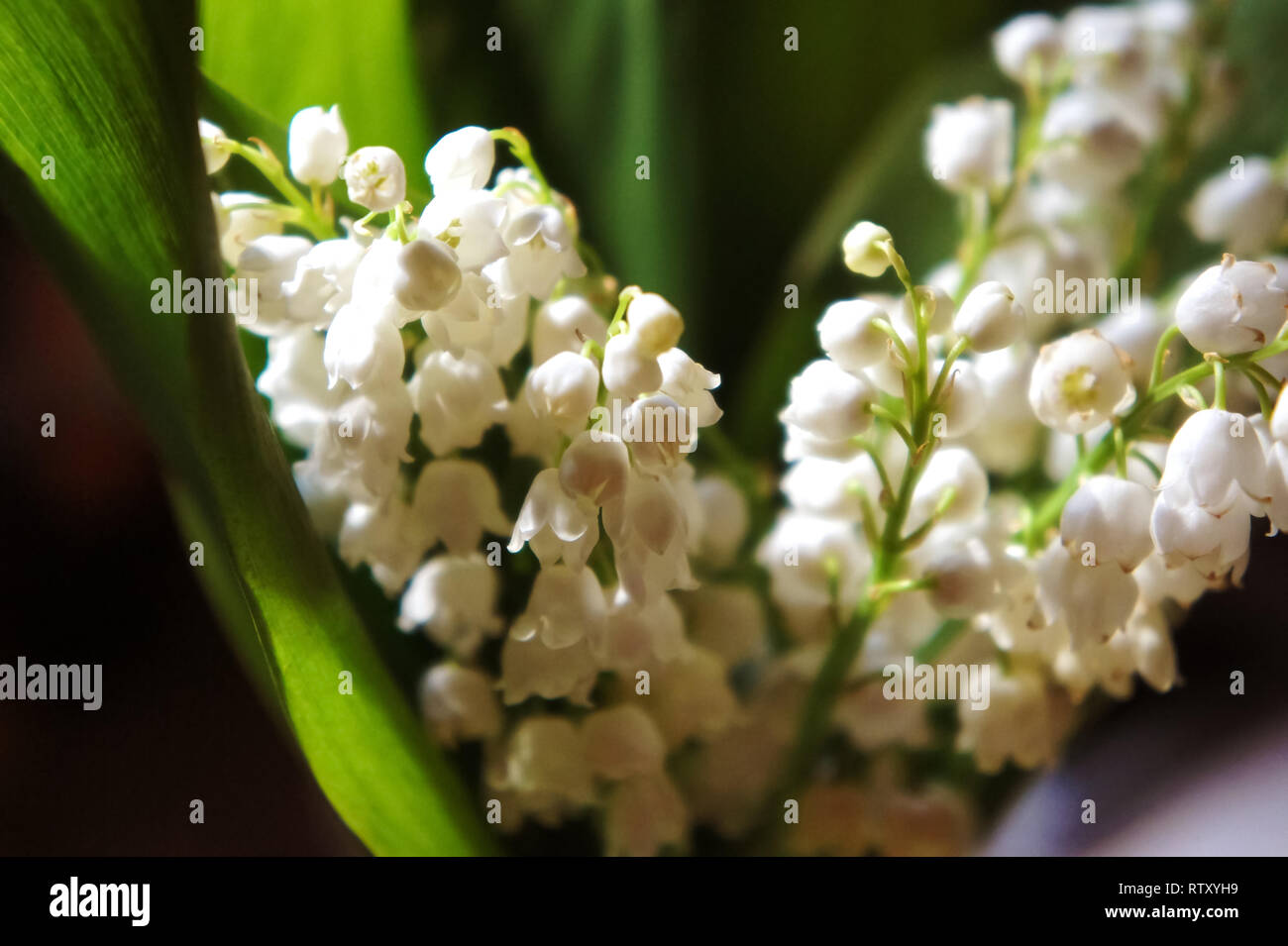 fresh small flowers lilies of the valley, lily of the valley flowers ...