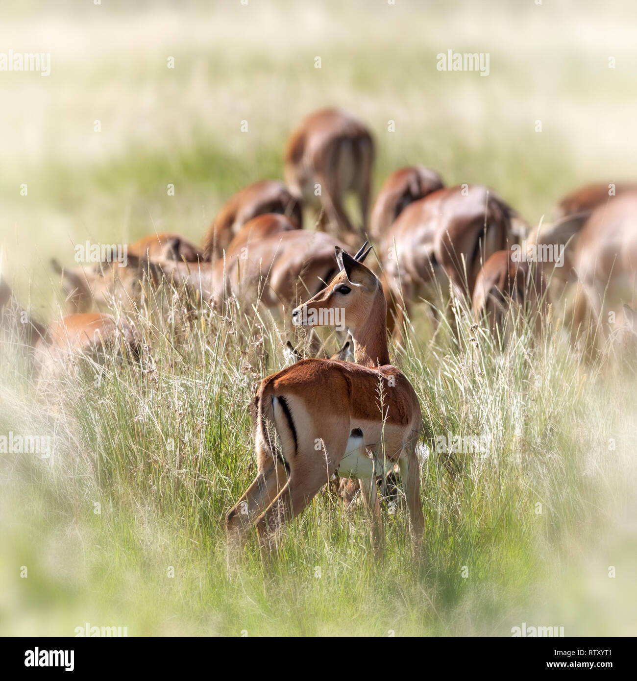 Impala deer in masai mara hi-res stock photography and images - Alamy