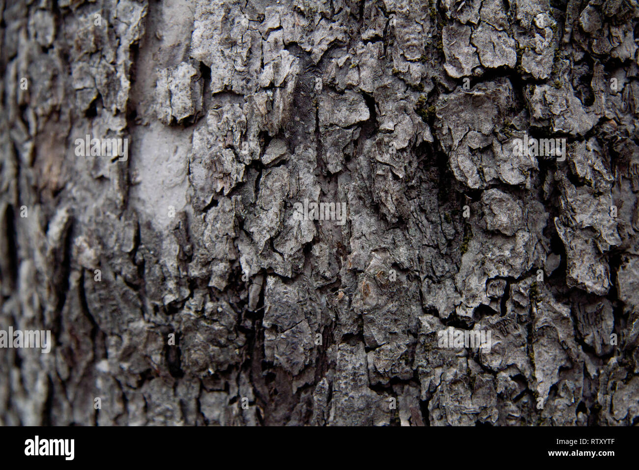 Background texture of tree bark. Skin the bark of a tree that traces ...