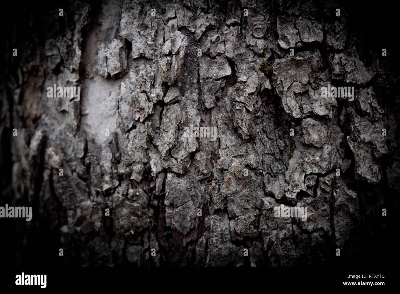 Background texture of tree bark. Skin the bark of a tree that traces ...