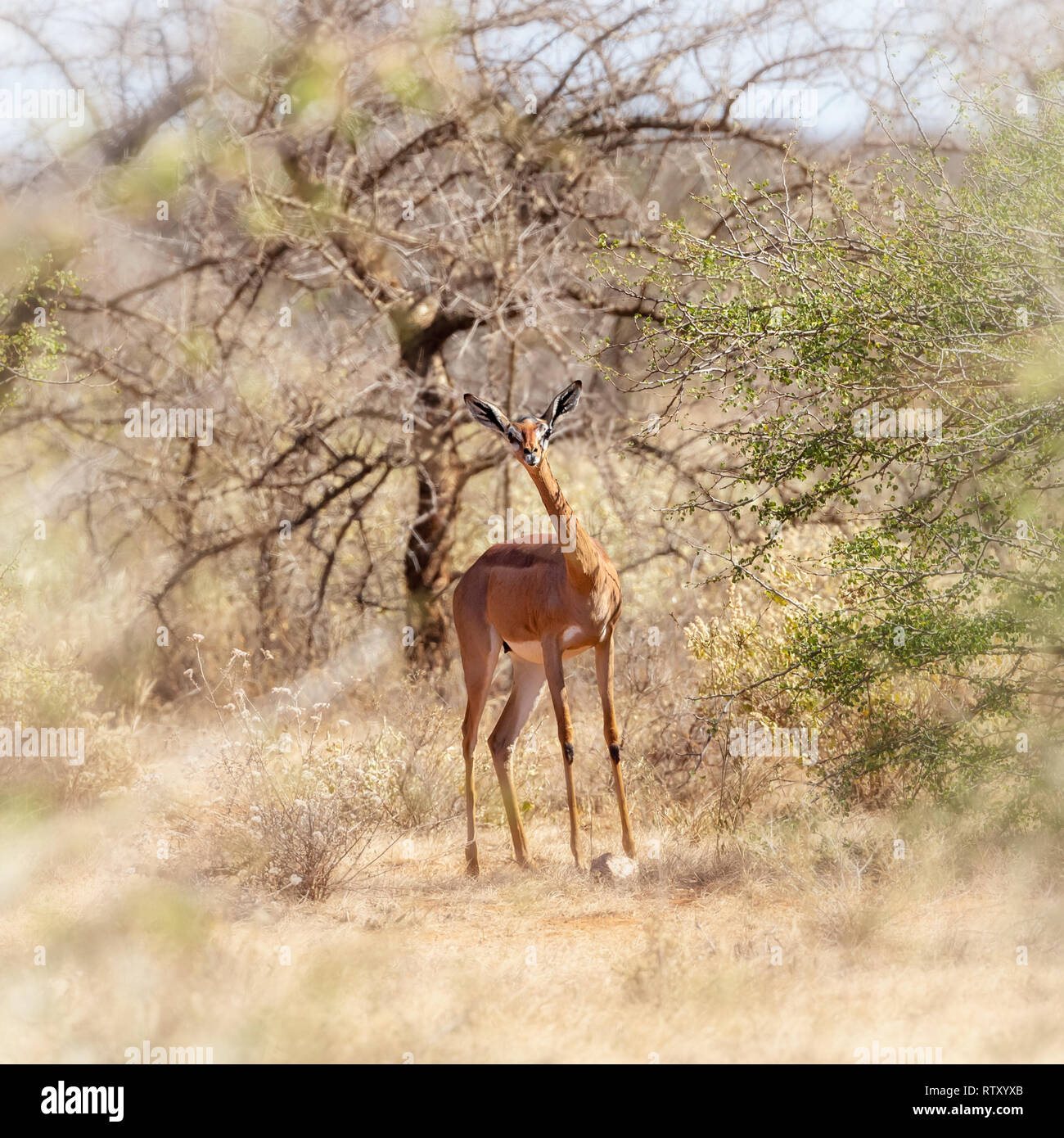 Gerenuk, or giraffe gazelle, foraging in the shade of acacia trees, in ...