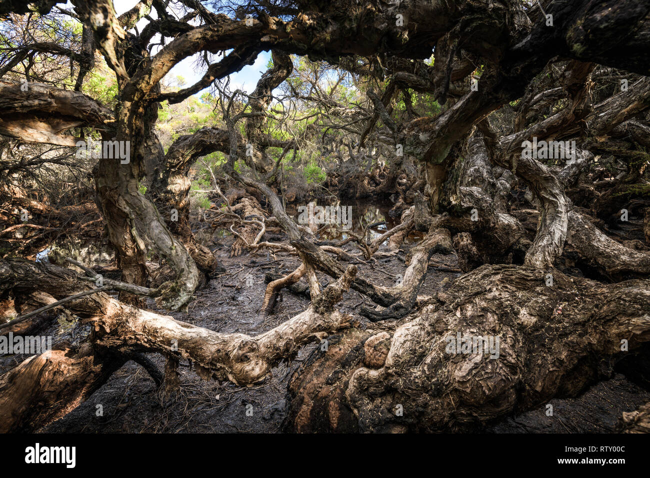 Paperbark trees at Goblin Swamp in Greater National Park Stock Photo ...