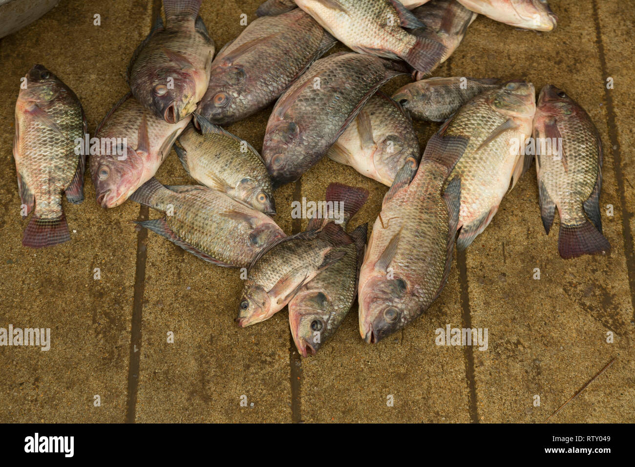 Trawler sea floor hi-res stock photography and images - Alamy