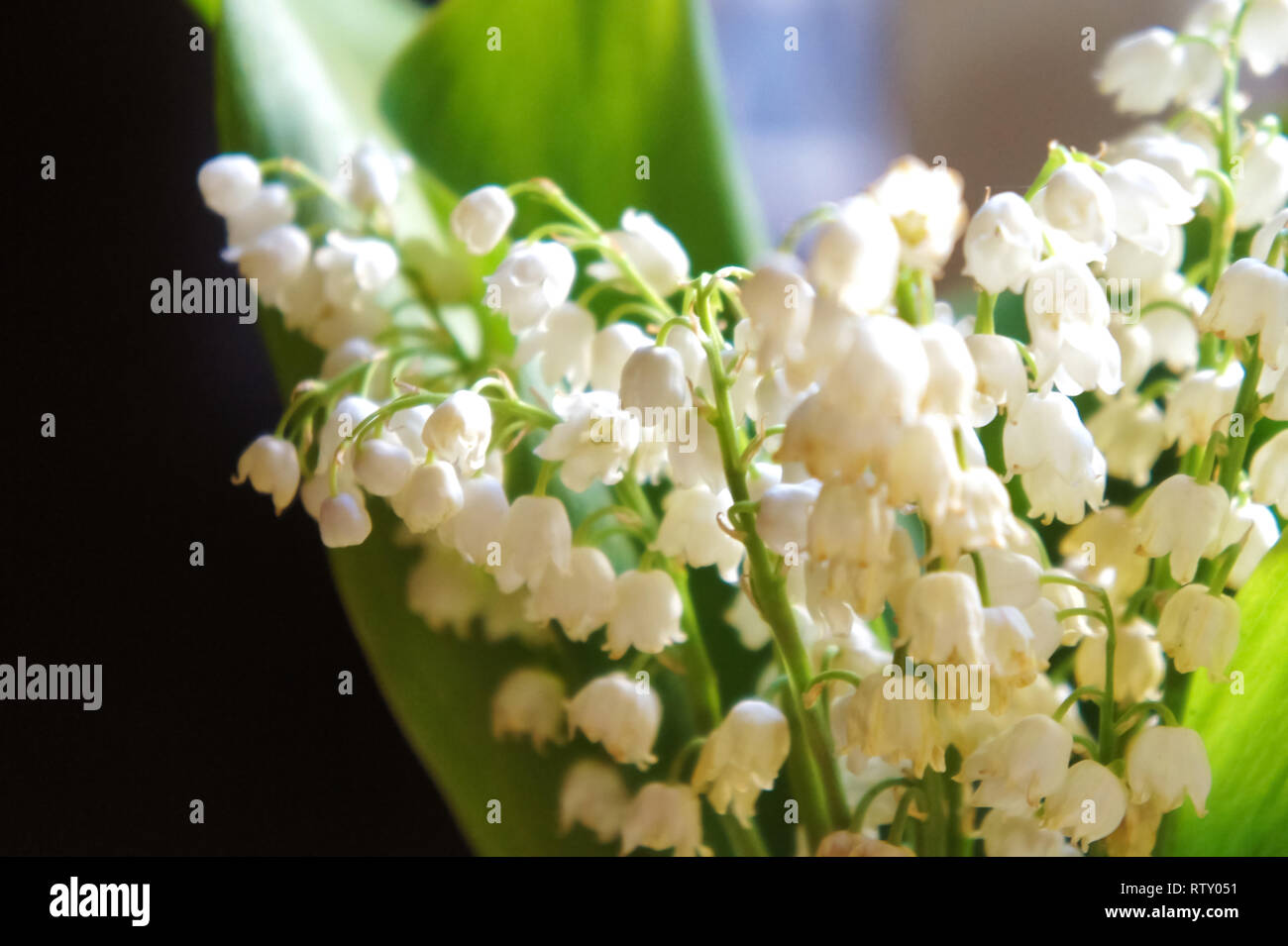 fresh small flowers lilies of the valley, lily of the valley flowers ...