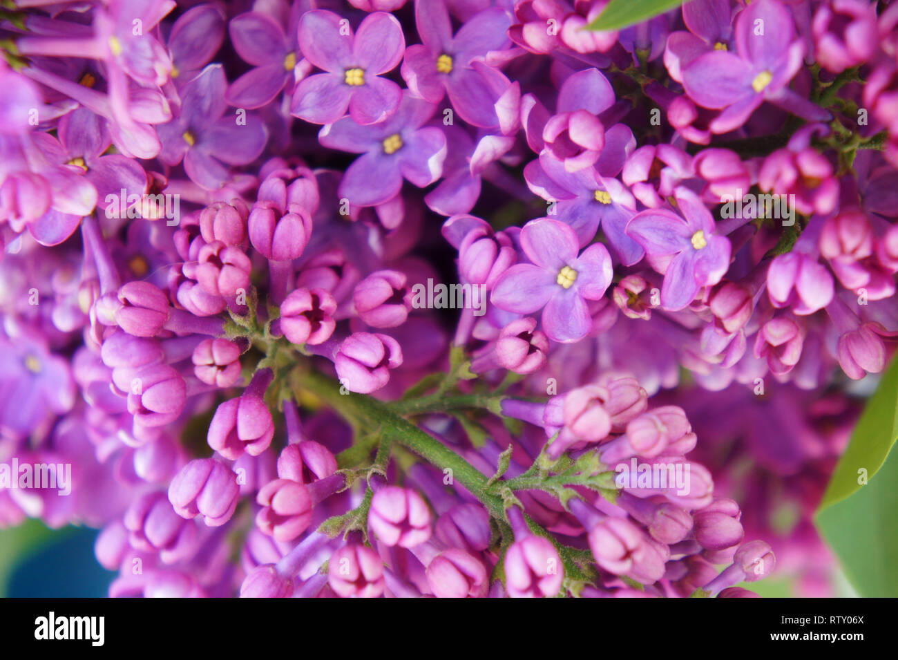 Macro image of spring lilac violet flowers. spring lilac flowers Stock ...