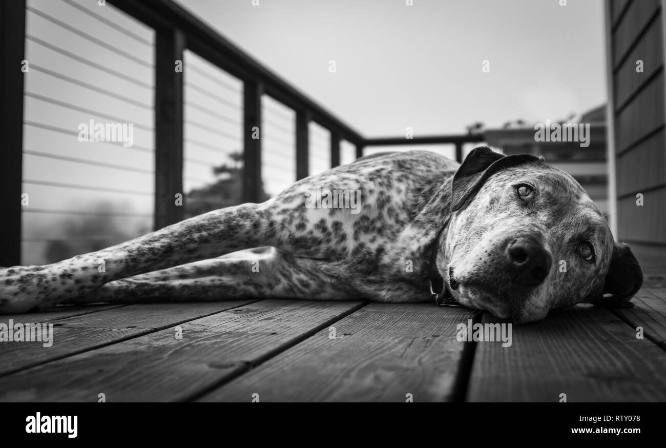 A close up of a large snoozing dog on a wooden deck, in black and white ...