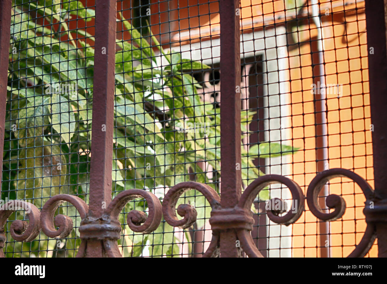 antique wrought iron grille on the fence Stock Photo - Alamy