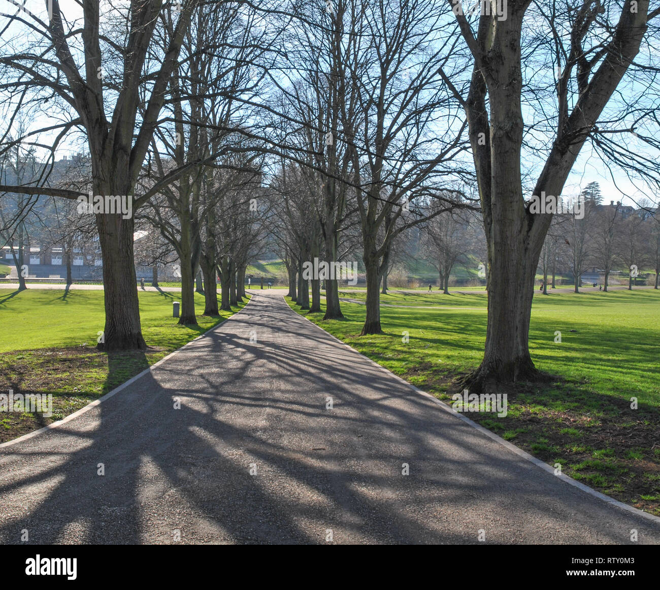 An avenue of trees showing long strong shadows falling on the ground ...