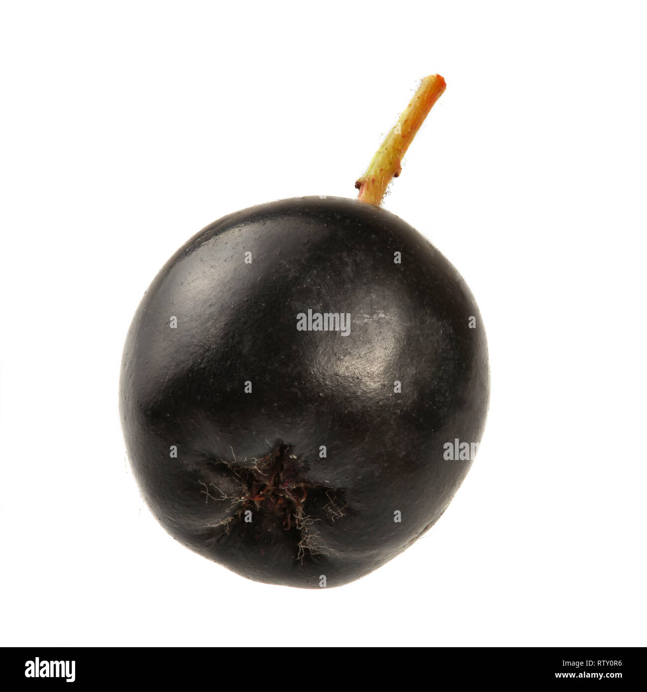 One single berry hi-res stock photography and images - Alamy