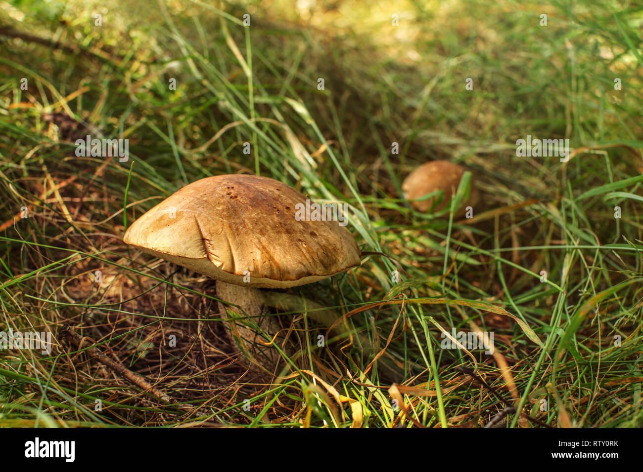 Rough-stemmed bolete (Scaber stalk / Leccinum scabrum) growing in sun ...