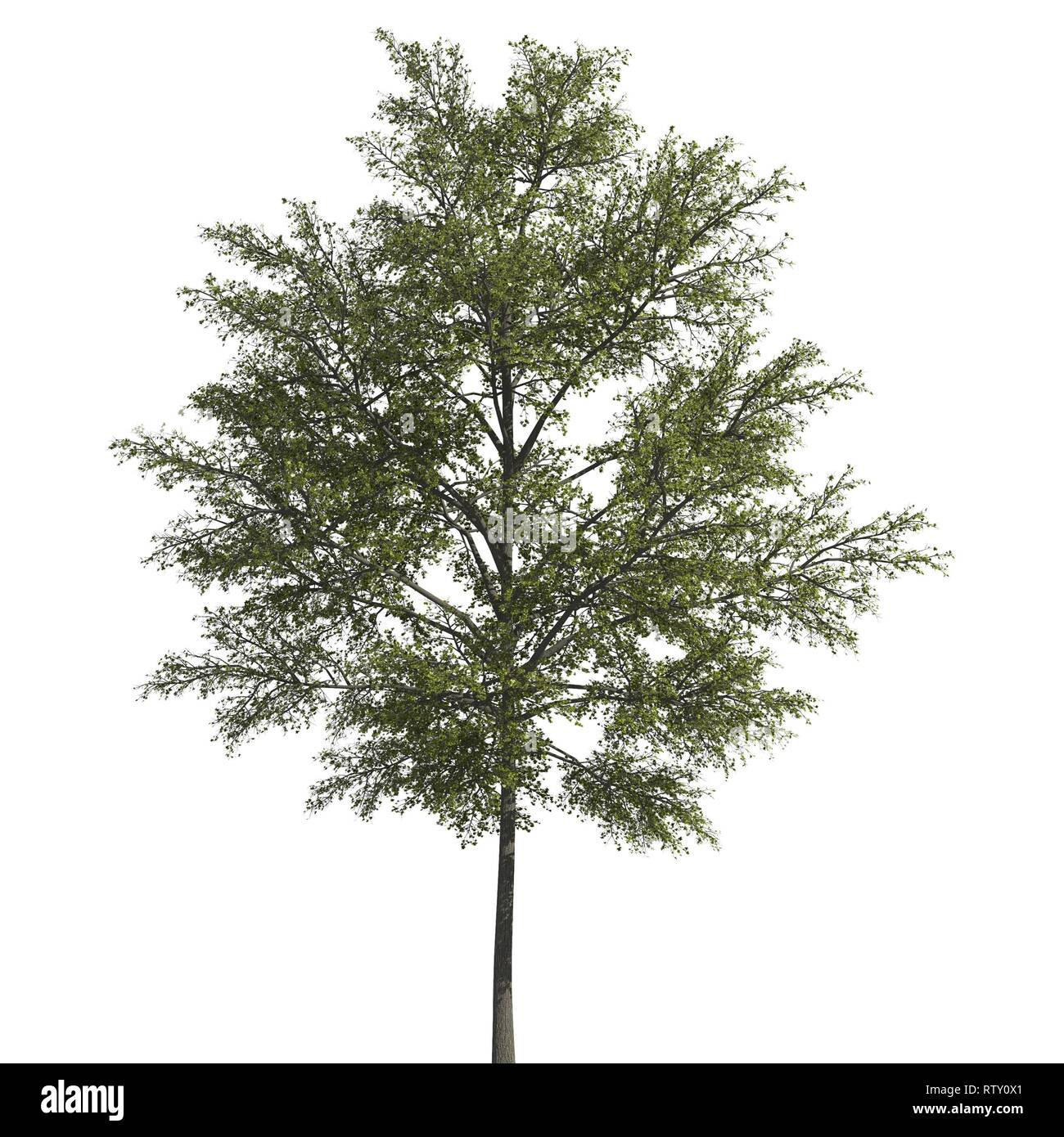 Tree 3d illustration isolated on the white background Stock Photo - Alamy