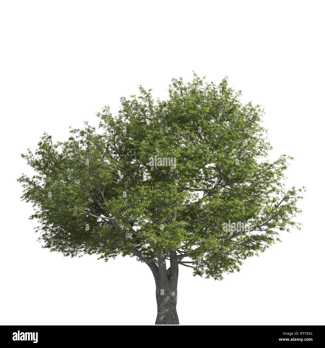Tree 3d illustration isolated on the white background Stock Photo - Alamy