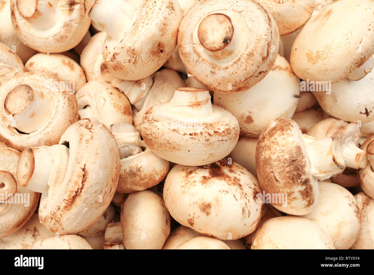 Champignon mushrooms displayed on food market. Kyrenia, Northern Cyprus ...