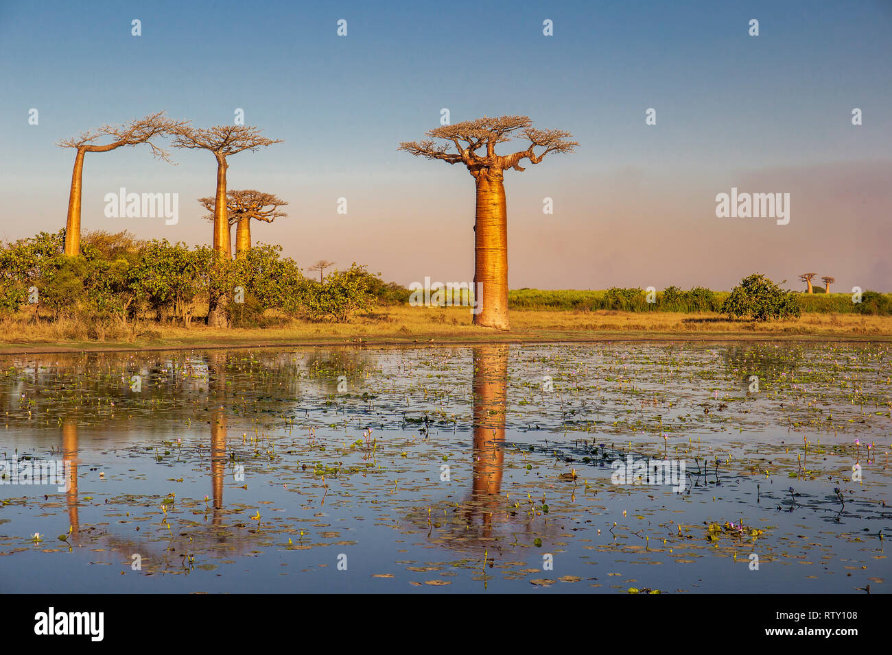 African native vegetation hi-res stock photography and images - Alamy