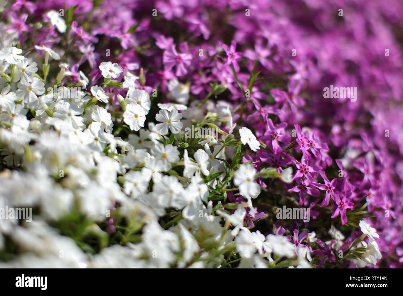 Shallow depth of field photo, only few blossoms in focus - pink and ...