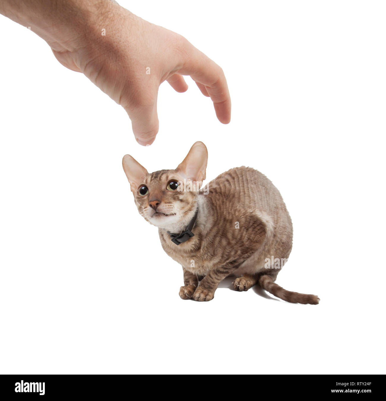 Little young cat scared hi-res stock photography and images - Alamy