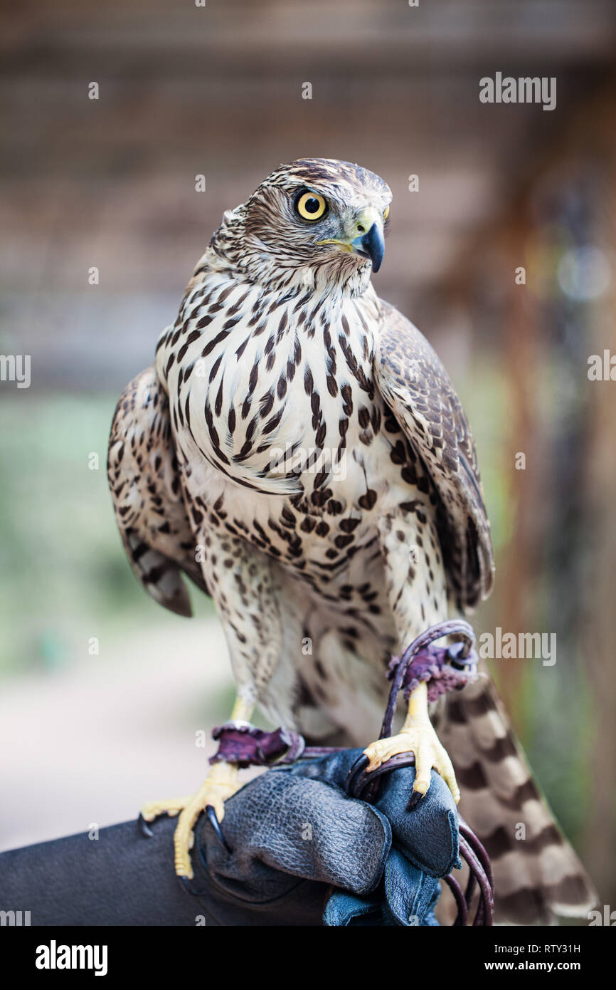 Falcon on human hand hi-res stock photography and images - Alamy