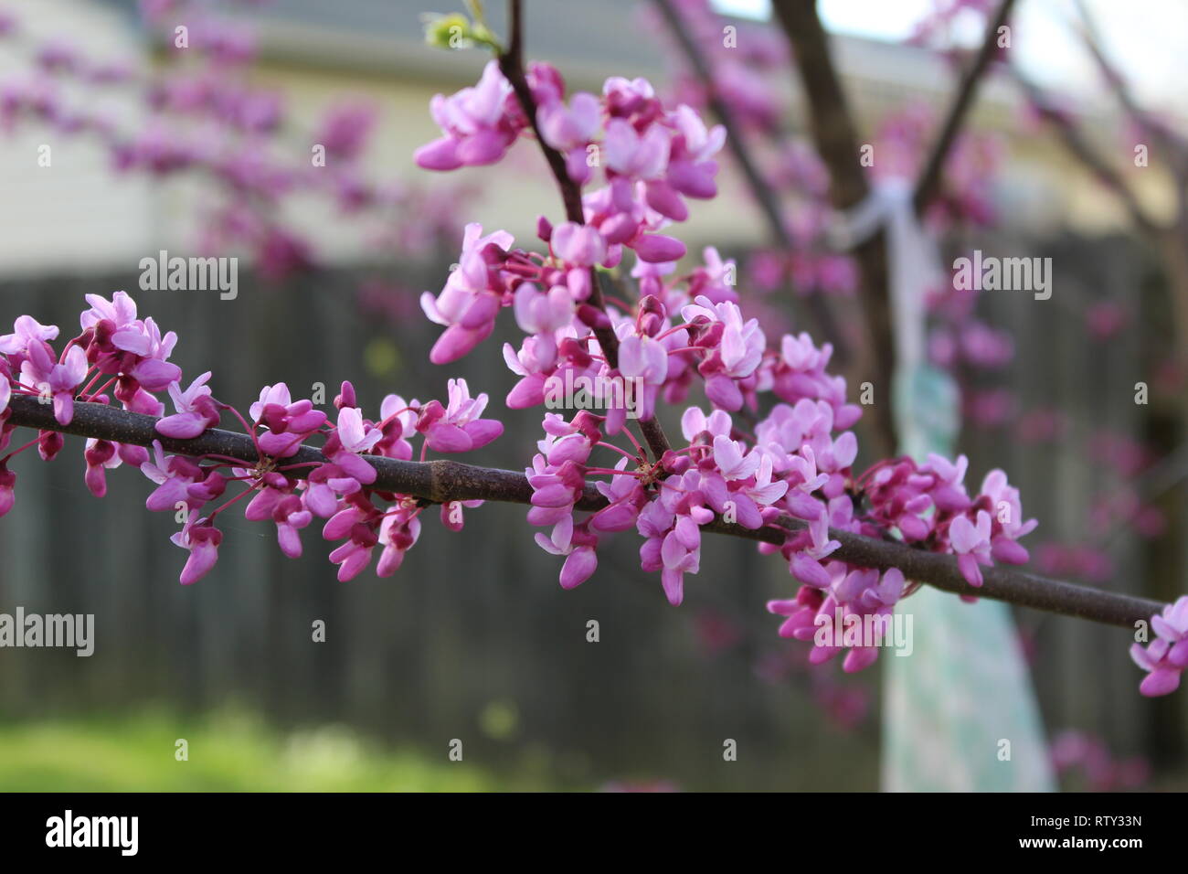 Redbud tree hi-res stock photography and images - Alamy