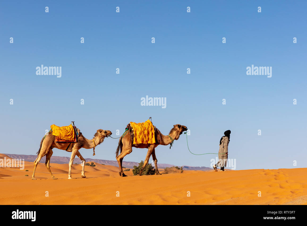 Camel saddles hi-res stock photography and images - Alamy