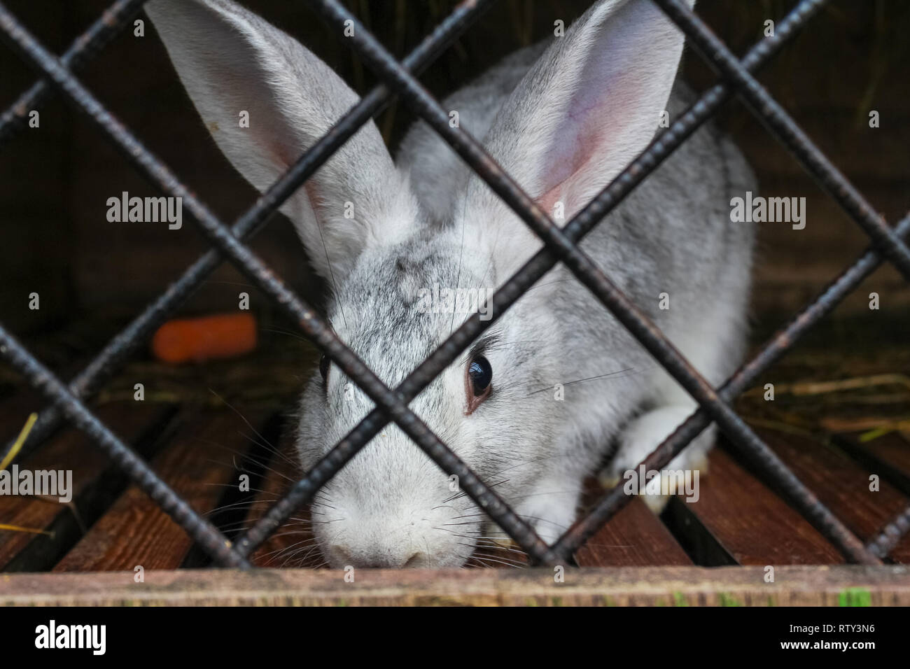 Lonely white rabbit in a cage at animal farm Stock Photo - Alamy