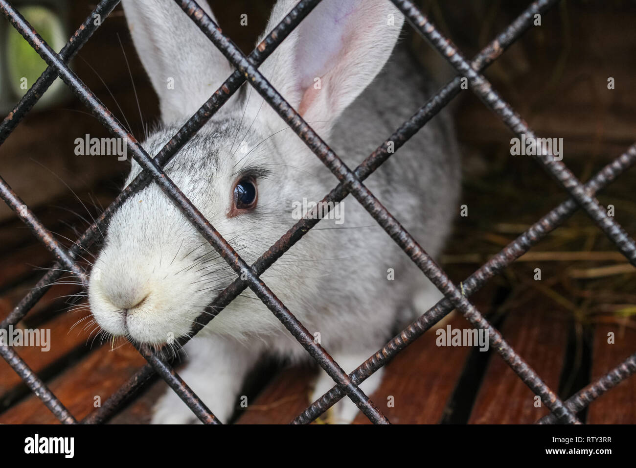 Lonely rabbit in hutch hi-res stock photography and images - Alamy