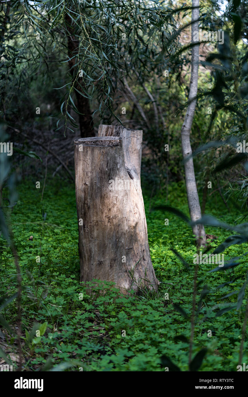 Tree trunk surrounded by Clover in green forest park Stock Photo - Alamy