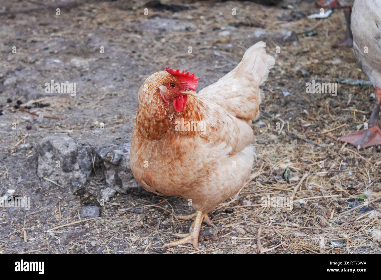 Chicken in the yard hi-res stock photography and images - Alamy