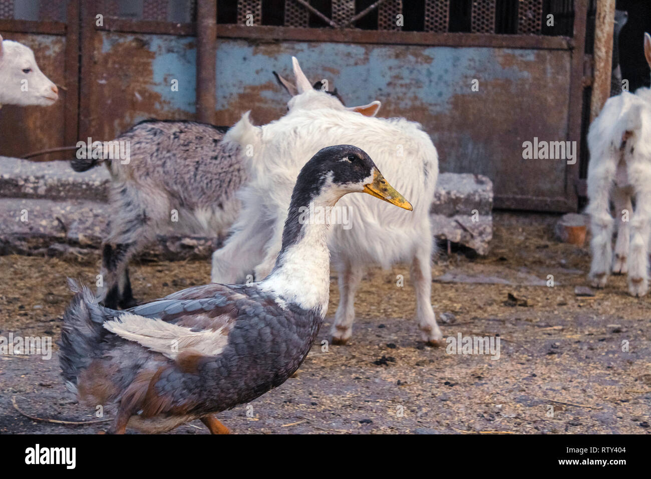 Domestic duck and goats in the birds yard Stock Photo - Alamy