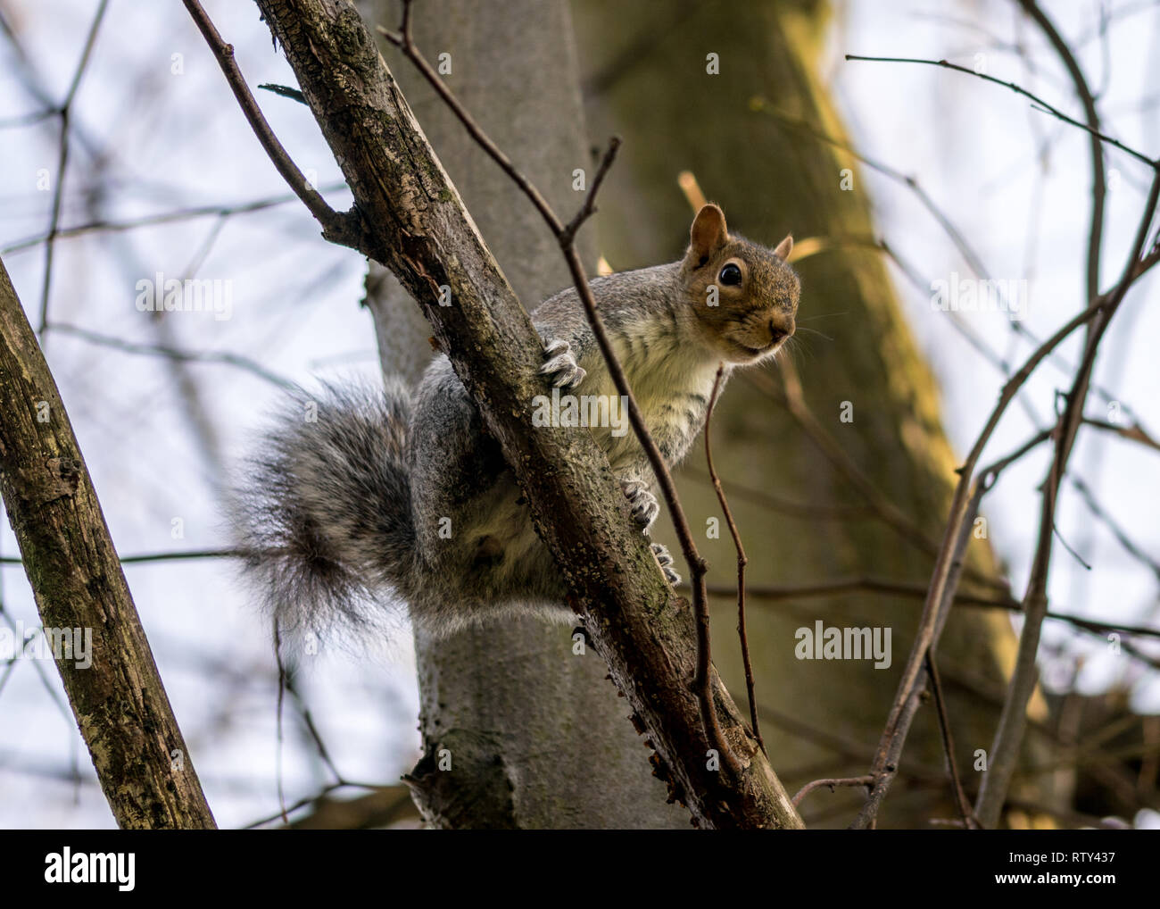 Grey squirrel in tree Stock Photo - Alamy