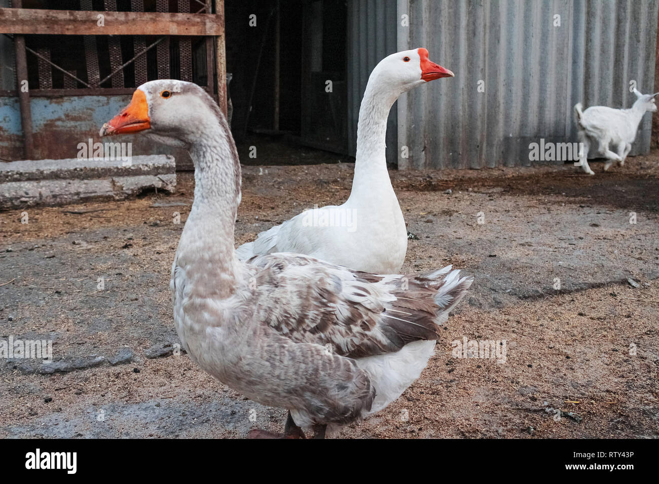 Domestic goose in the yard. Geese look in different directions Stock ...