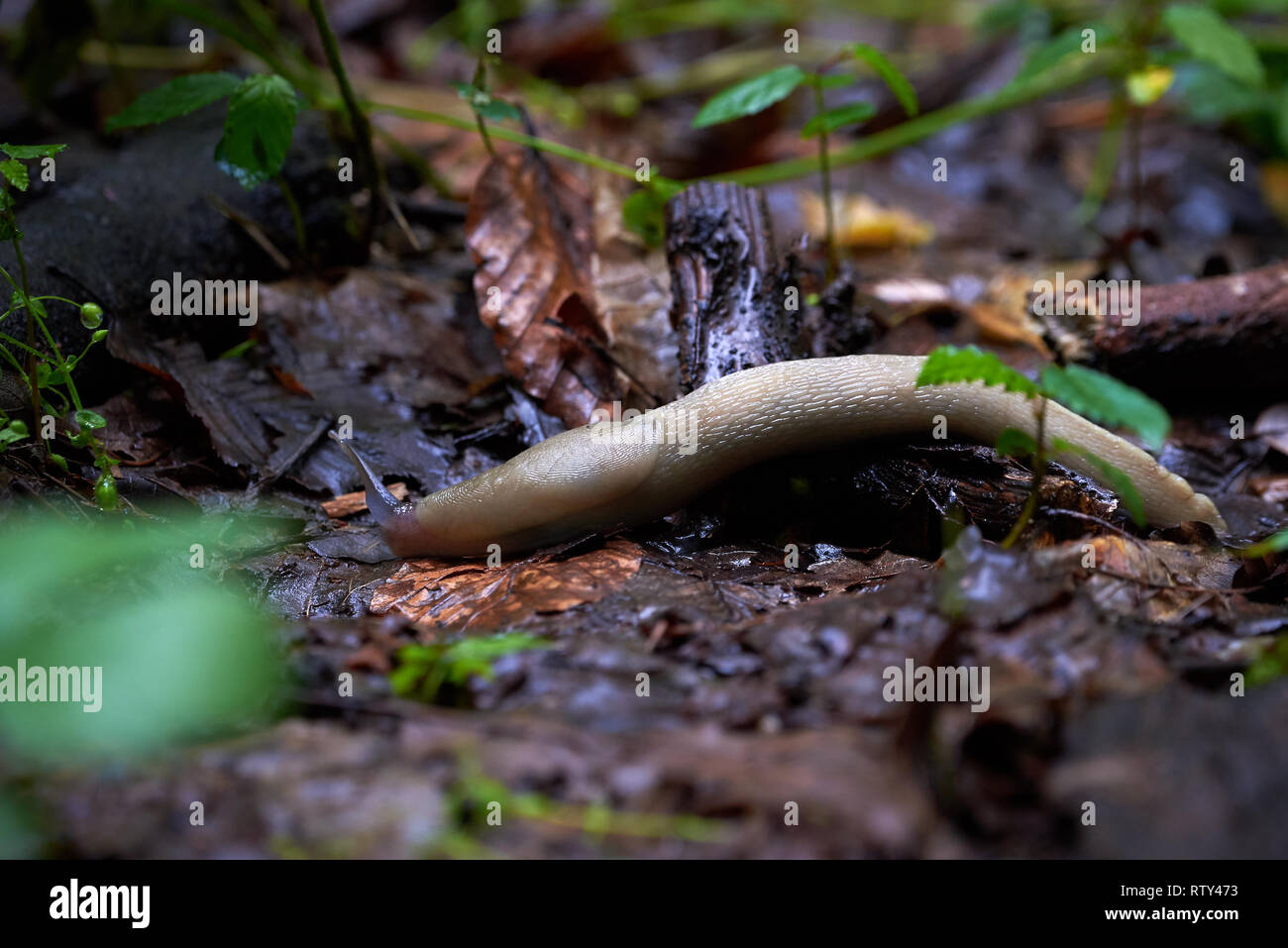 Land slug in forest Stock Photo - Alamy