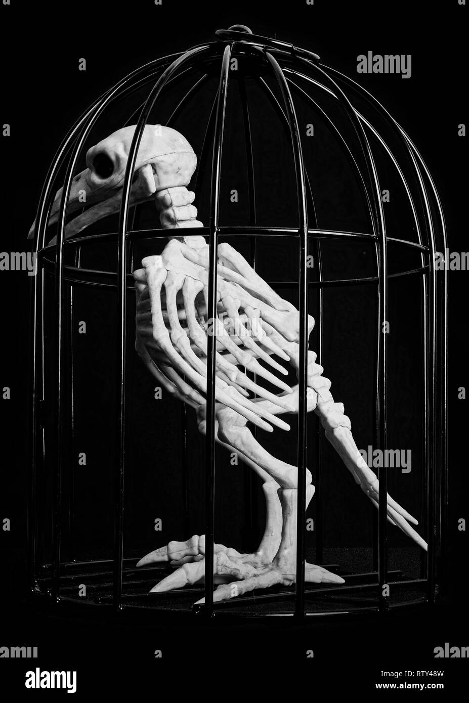Left side view of a crow skeleton in a cage against a black background ...
