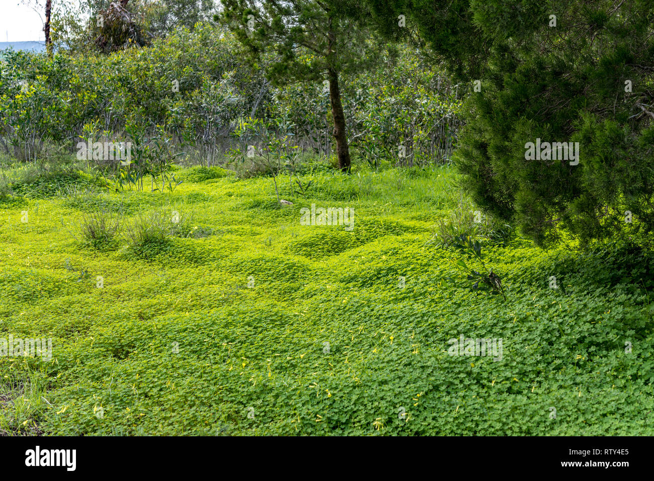 Tree branches in green forest park Stock Photo - Alamy