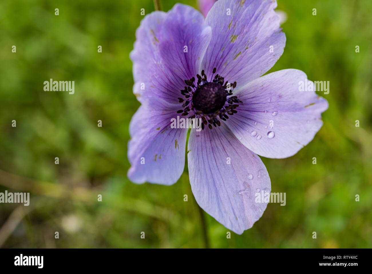 Crown Anemone - Anemone coronaria Wild Flower from Cyprus Stock Photo ...