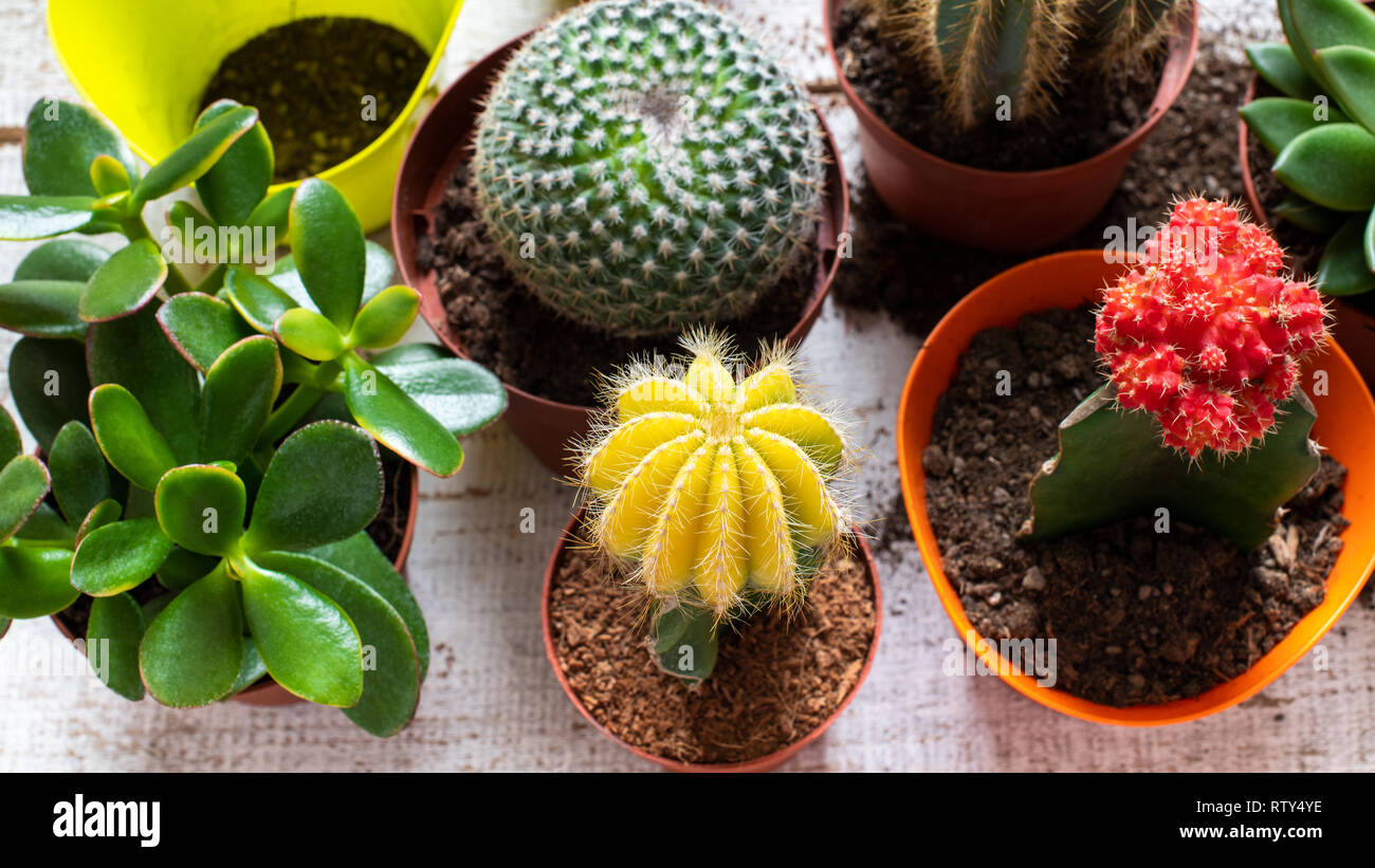 Cactus and succulents house plants background. Collection of various ...