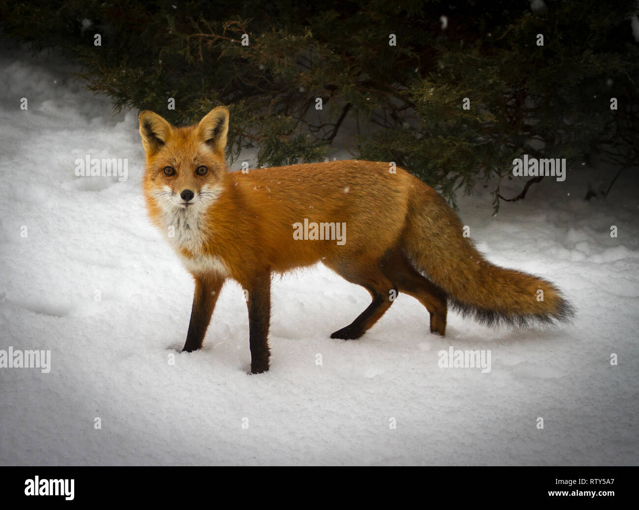 Curious red fox in winter Stock Photo - Alamy