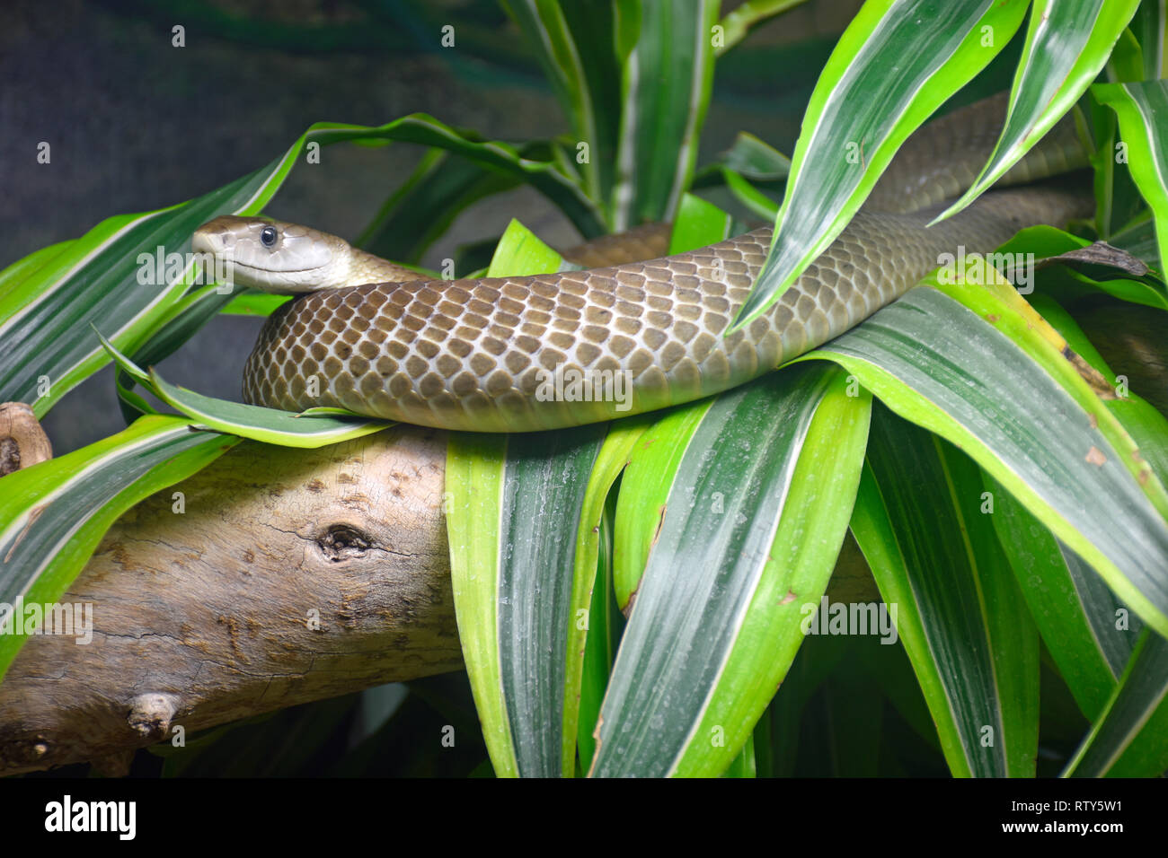 Serpiente de africa hi-res stock photography and images - Alamy