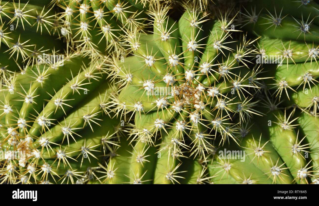 Close-up photograph of the patterns and thorns of a cactus plant in the ...