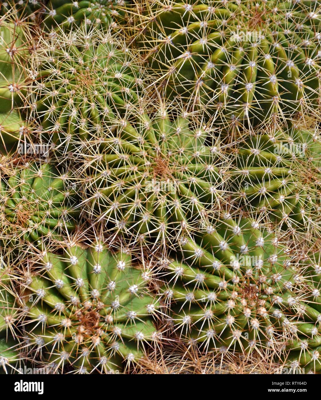 Close-up photograph of the patterns and thorns of a cactus plant in the ...